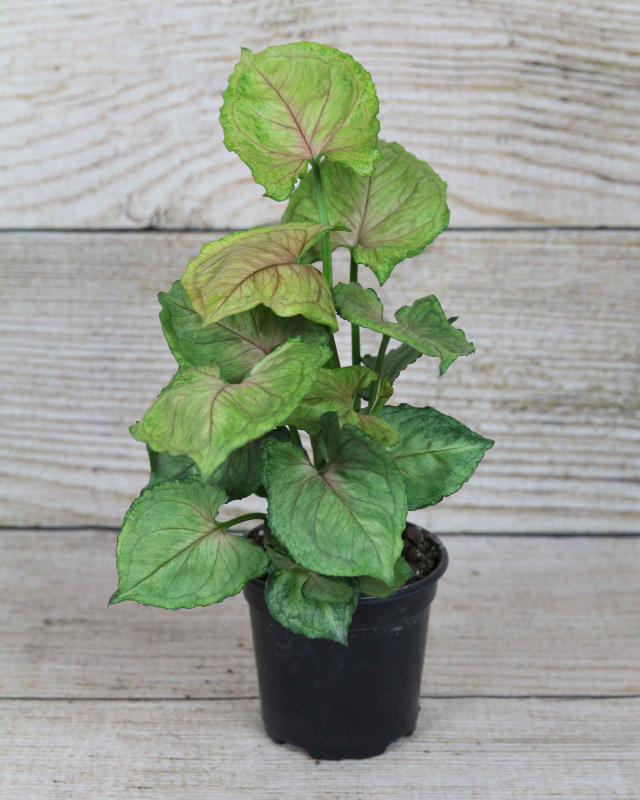 Shop Mango Illusion Nephthytis 4 inch | Bath Garden Center